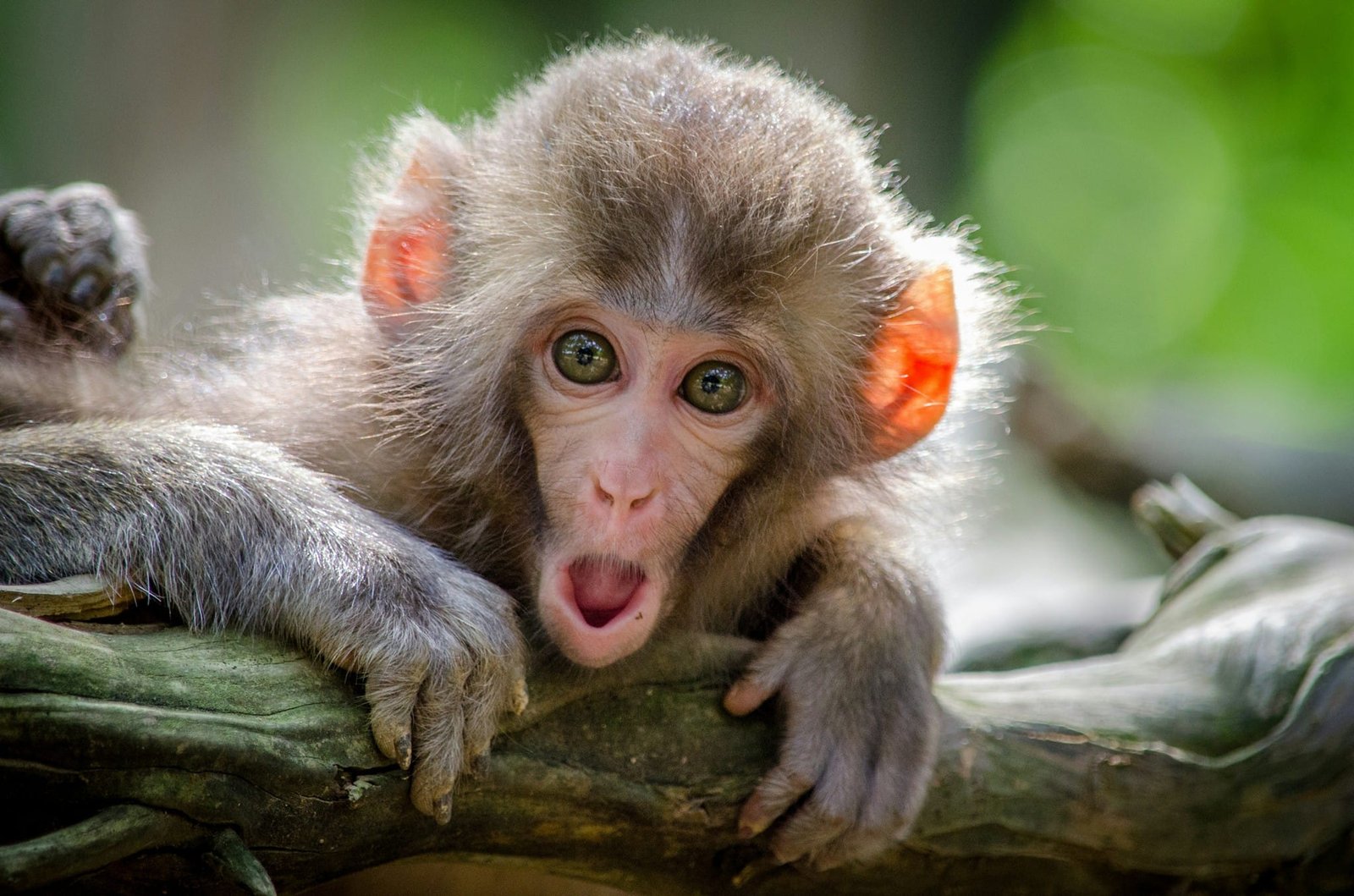 Visit Sangeh Monkey Forest: A Hidden Jungle Sanctuary