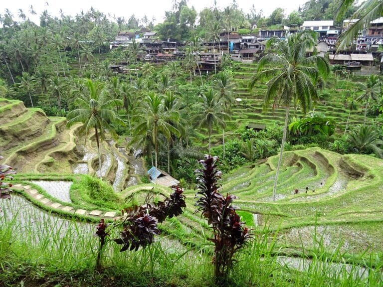 Visit Tegalalang Rice Terrace: Bali’s Iconic Green Landscape